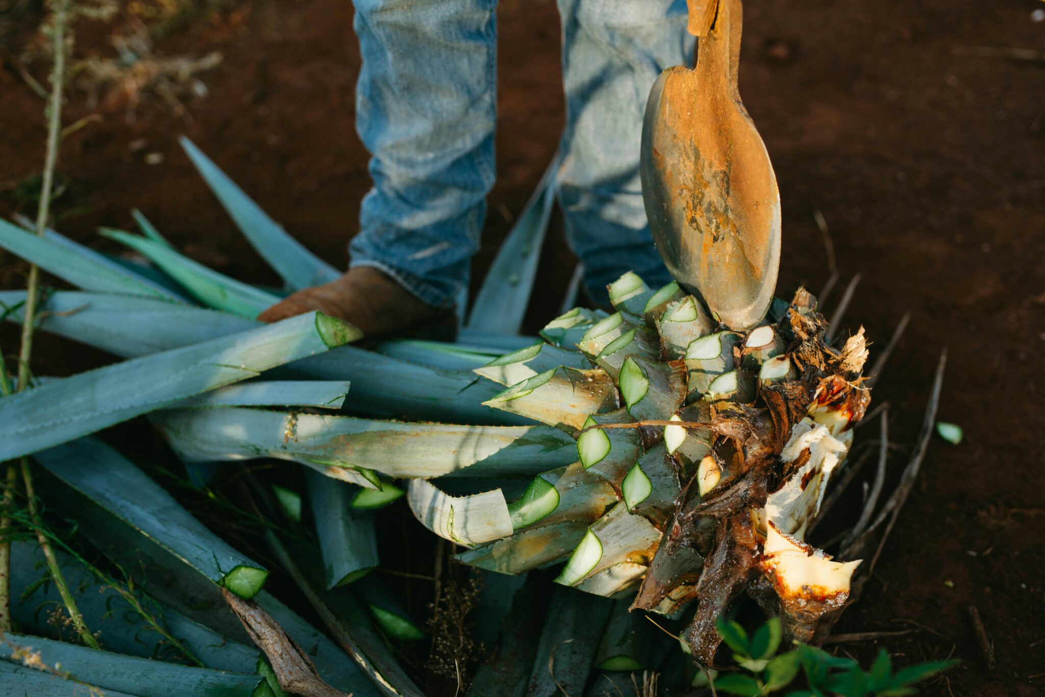 Mezcal Legado Ancestral, Tradición & Auténtico Sabor